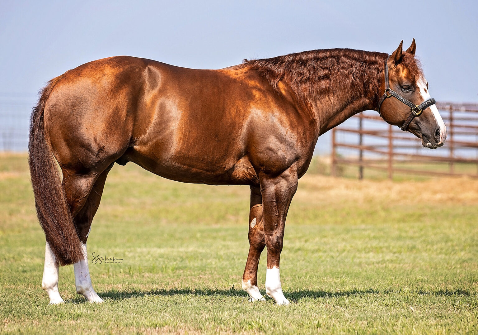 Catolena Cashin In – Triple C Performance Horses