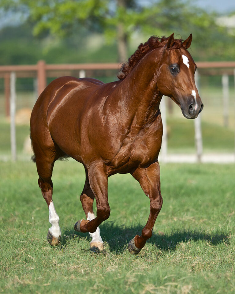 CR Gotcha Covered – Triple C Performance Horses