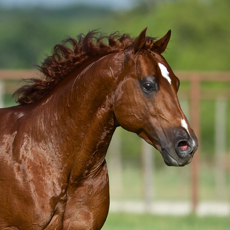 Triple C Performance Horses