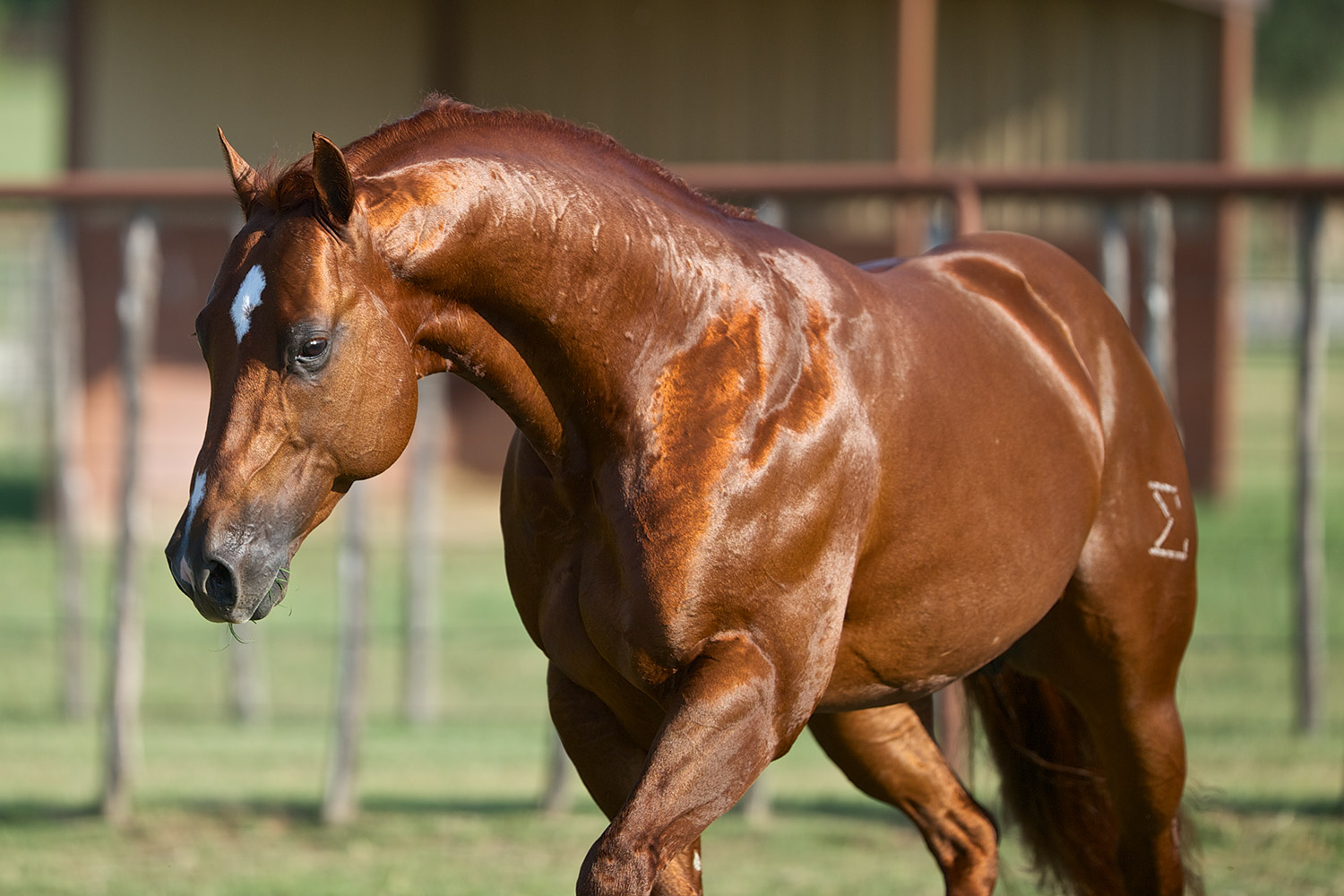 CR Gotcha Covered – Triple C Performance Horses