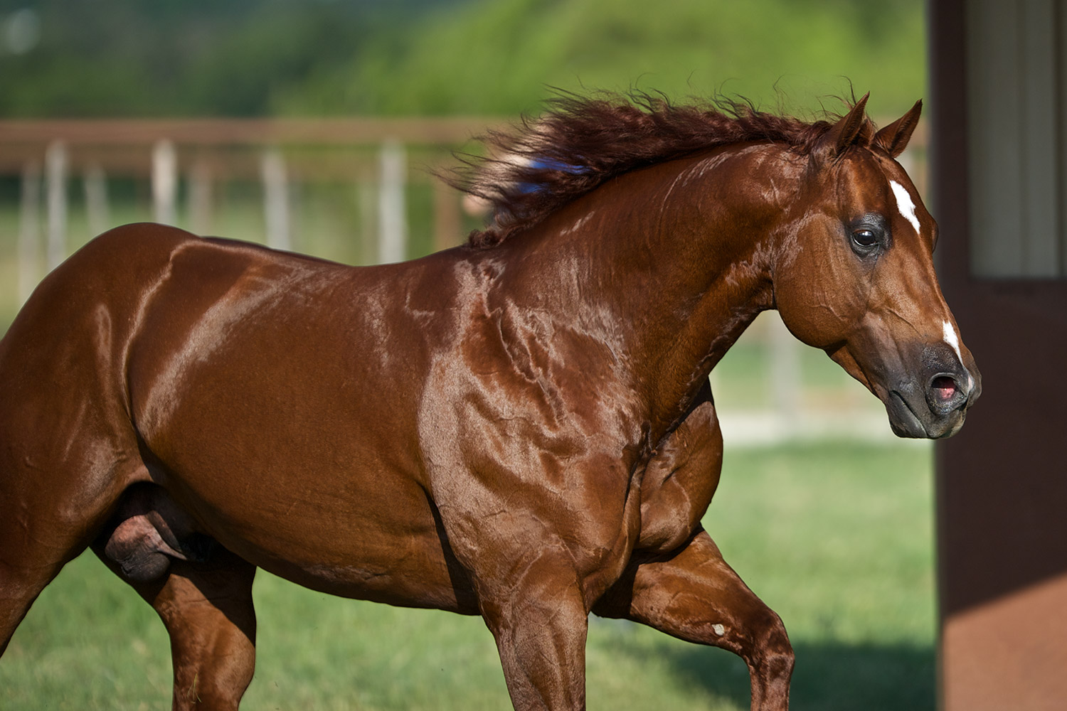 CR Gotcha Covered – Triple C Performance Horses