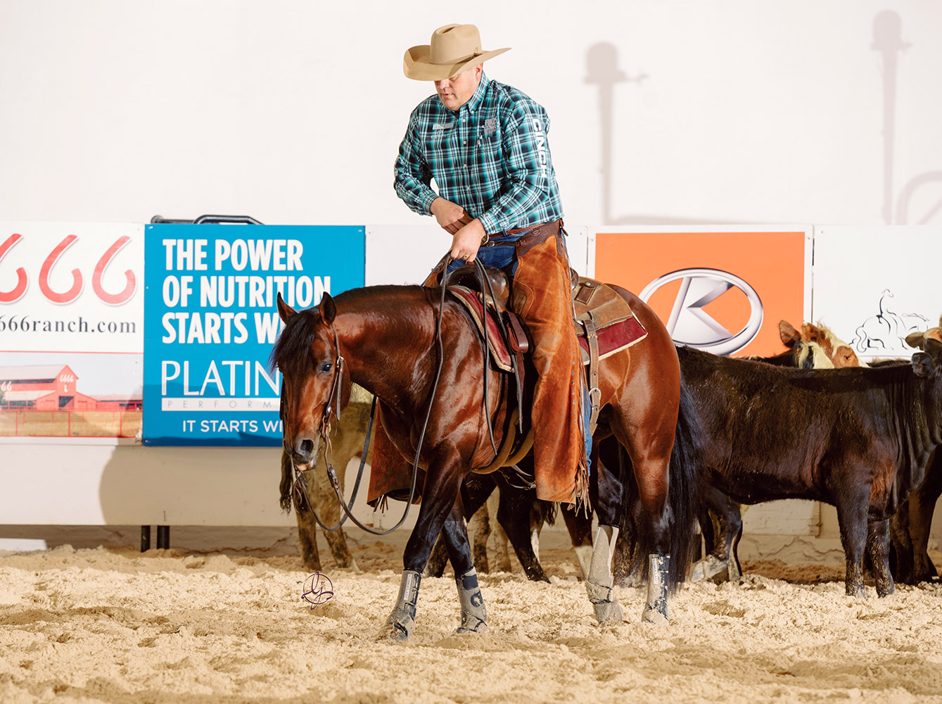 Bama Jelly – Triple C Performance Horses