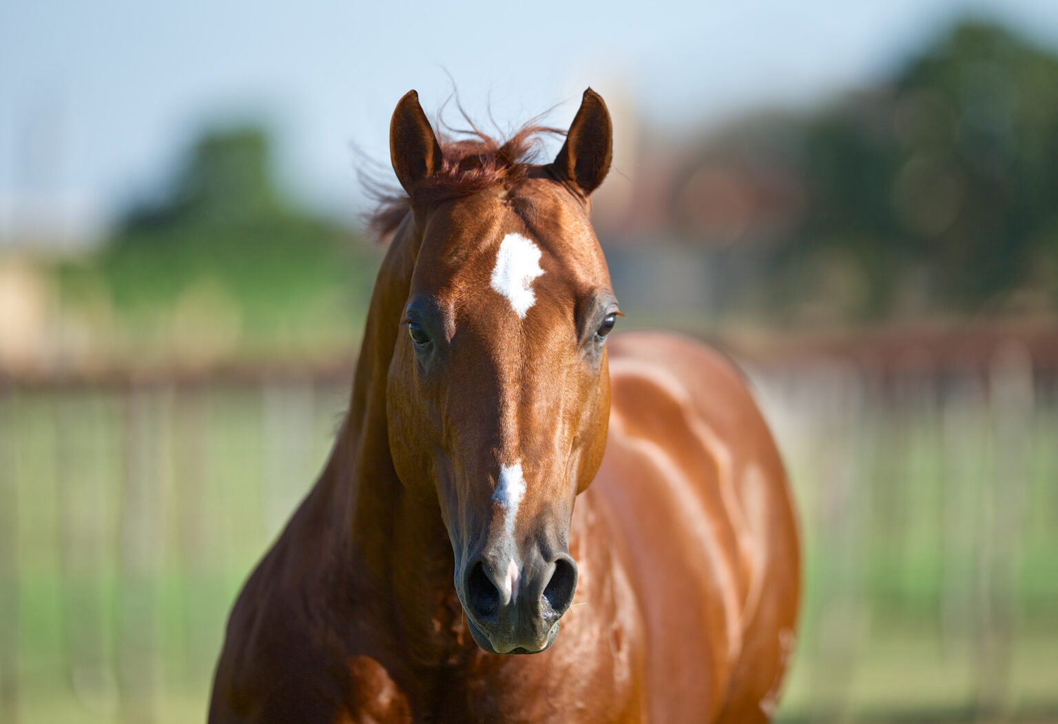 CR Gotcha Covered – Triple C Performance Horses